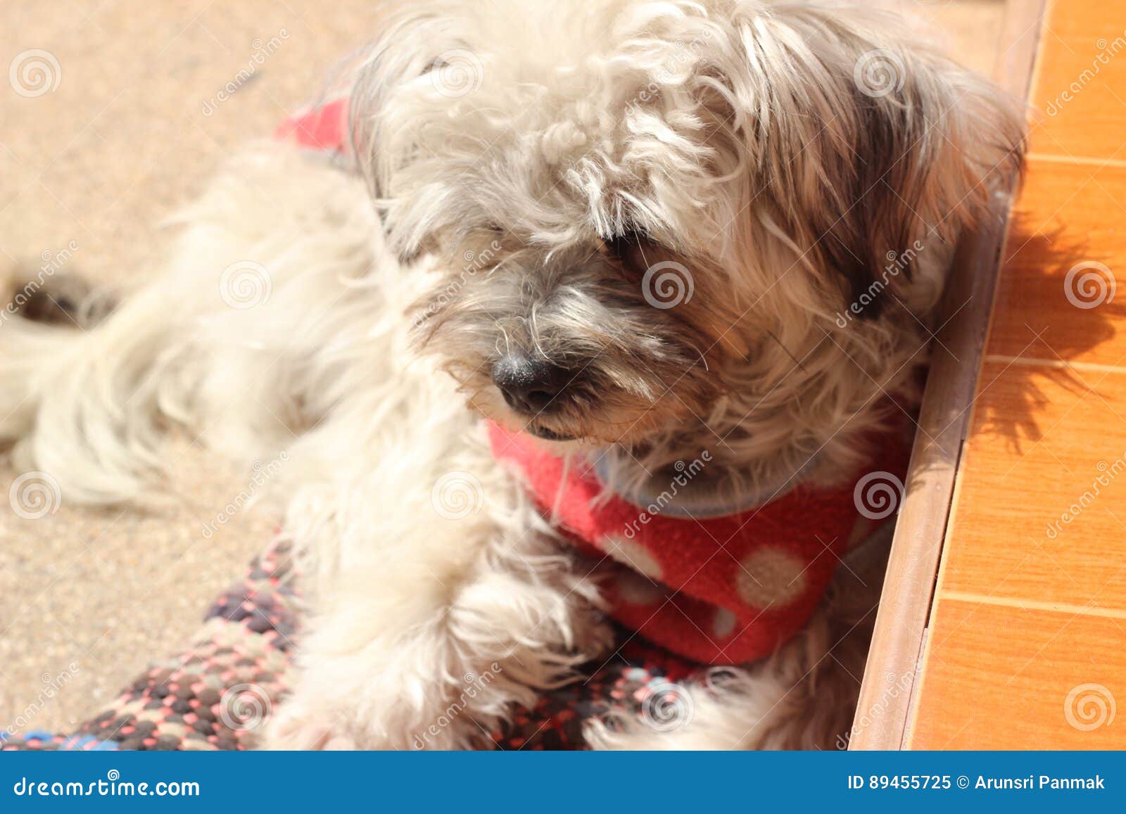 Cute Little Dog Playing in the Garden Stock Image - Image of wear ...
