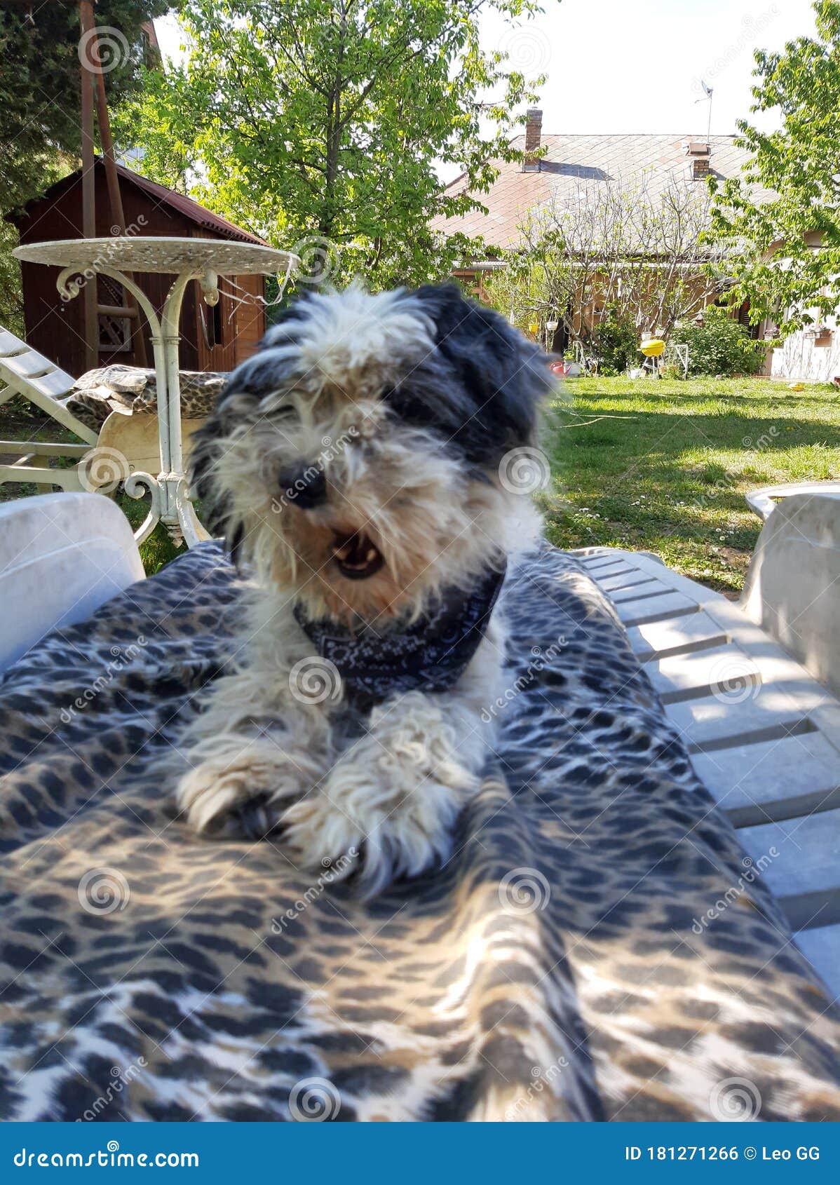 A Cute Little Dog Sitting on a Mat Stock Photo - Image of bird ...