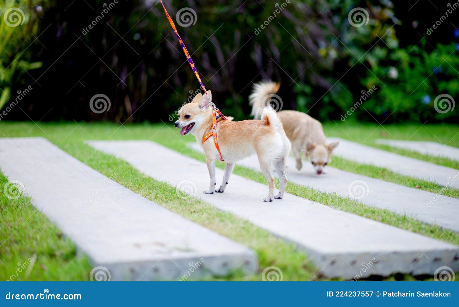 Cute Little Dog Walking in the Grass in Front of the House Stock Image ...