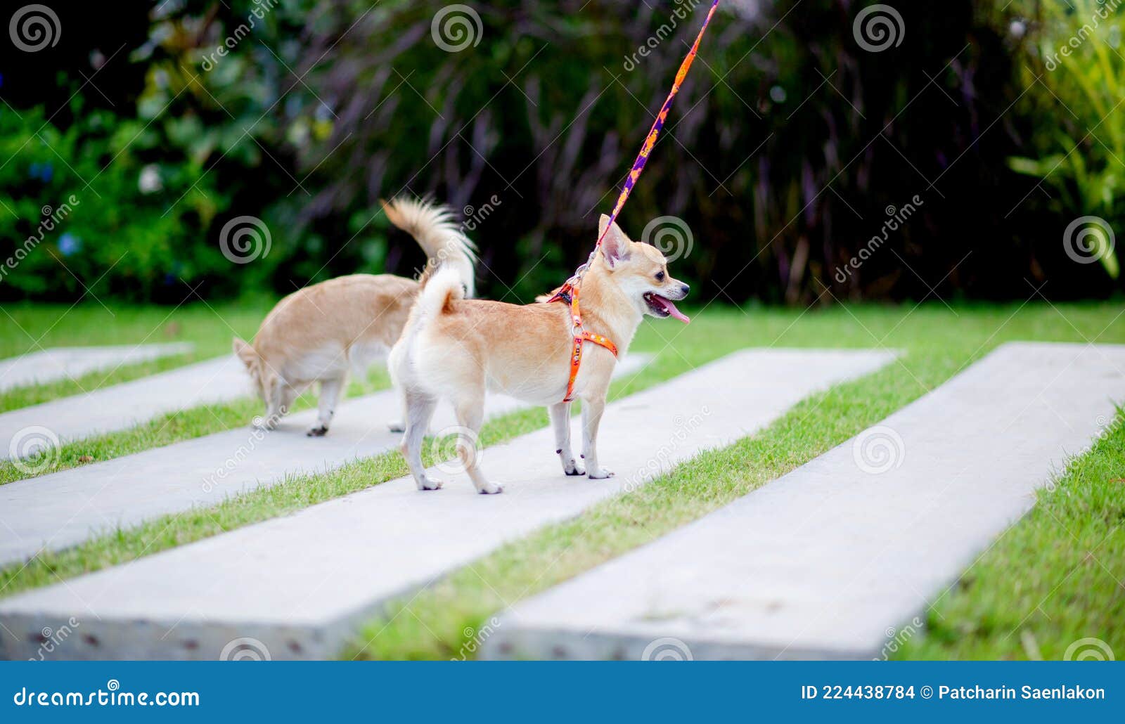 Little Dog Walking in the Grass in Front of the House Stock Photo ...