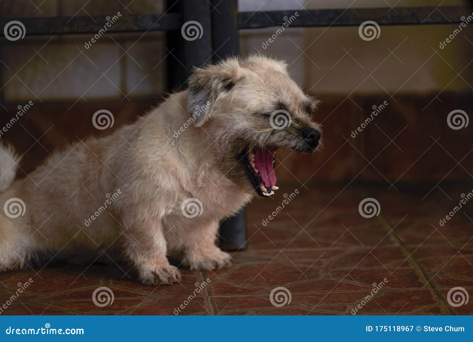 A cute little dog yawning stock image. Image of friend - 175118967