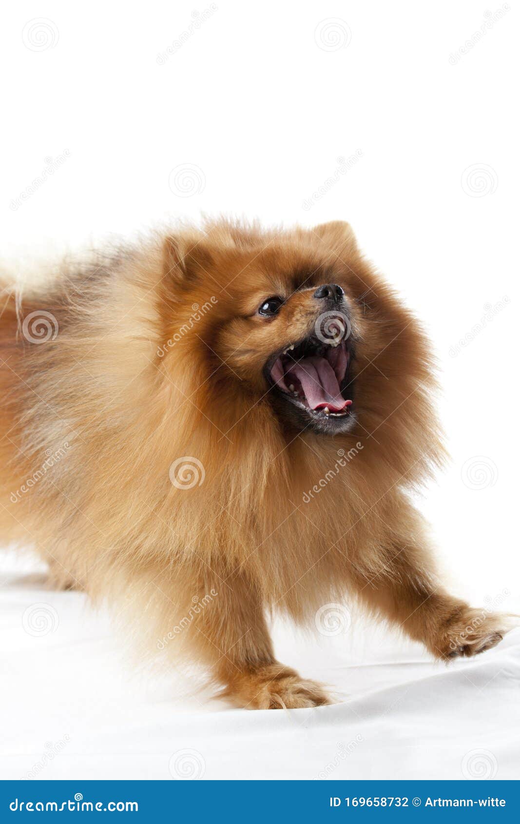 Cute little dog yawning stock photo. Image of animals - 169658732