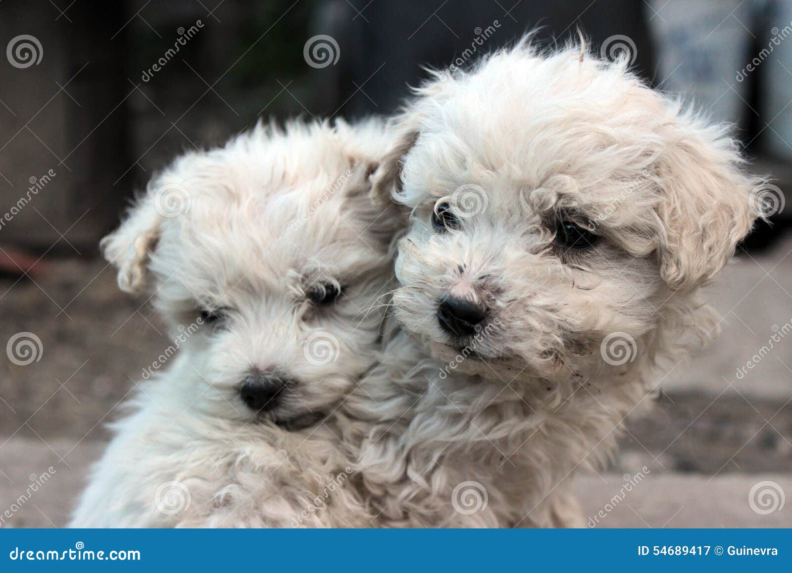 Cute stock image. Image of white, pets, little, love - 54689417