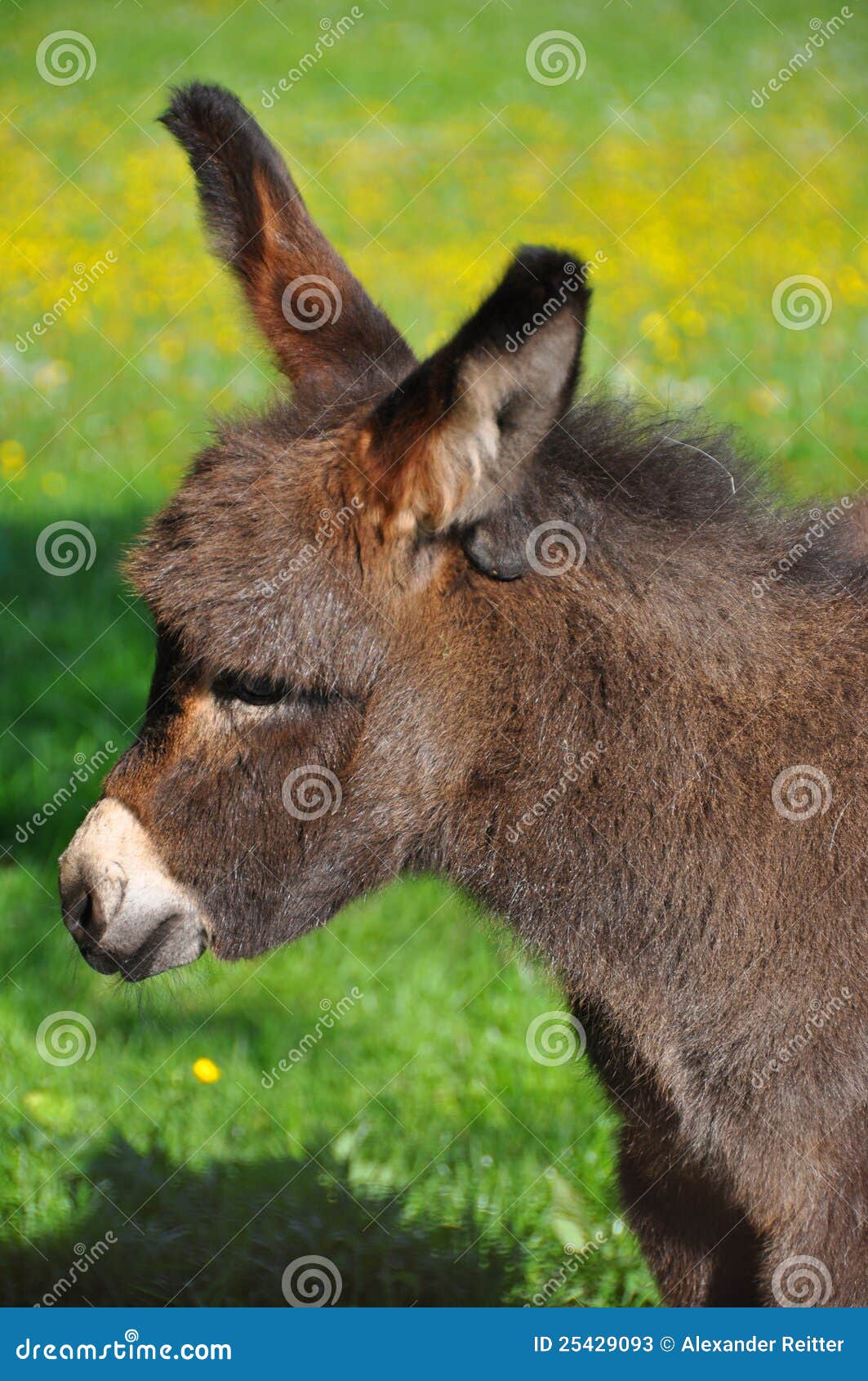 Cute little donkey stock image. Image of donkey, baby - 25429093