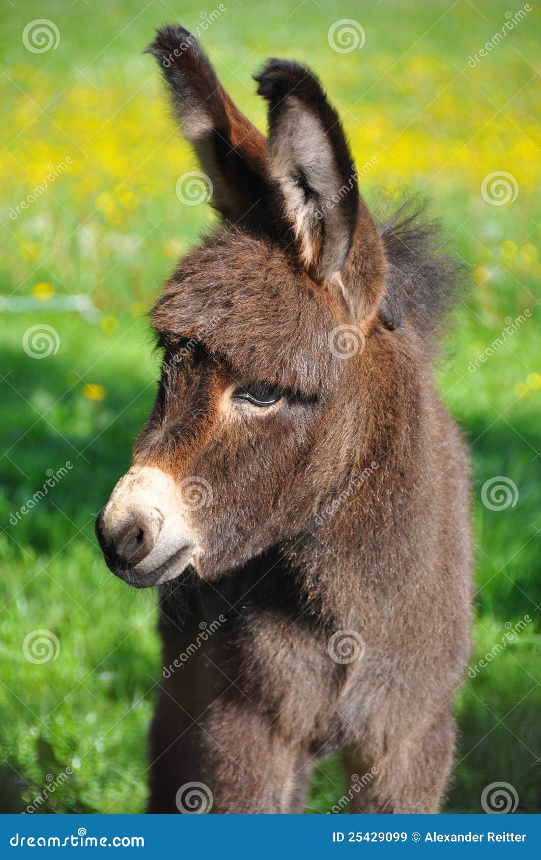 Cute little donkey stock image. Image of young, brown - 25429099