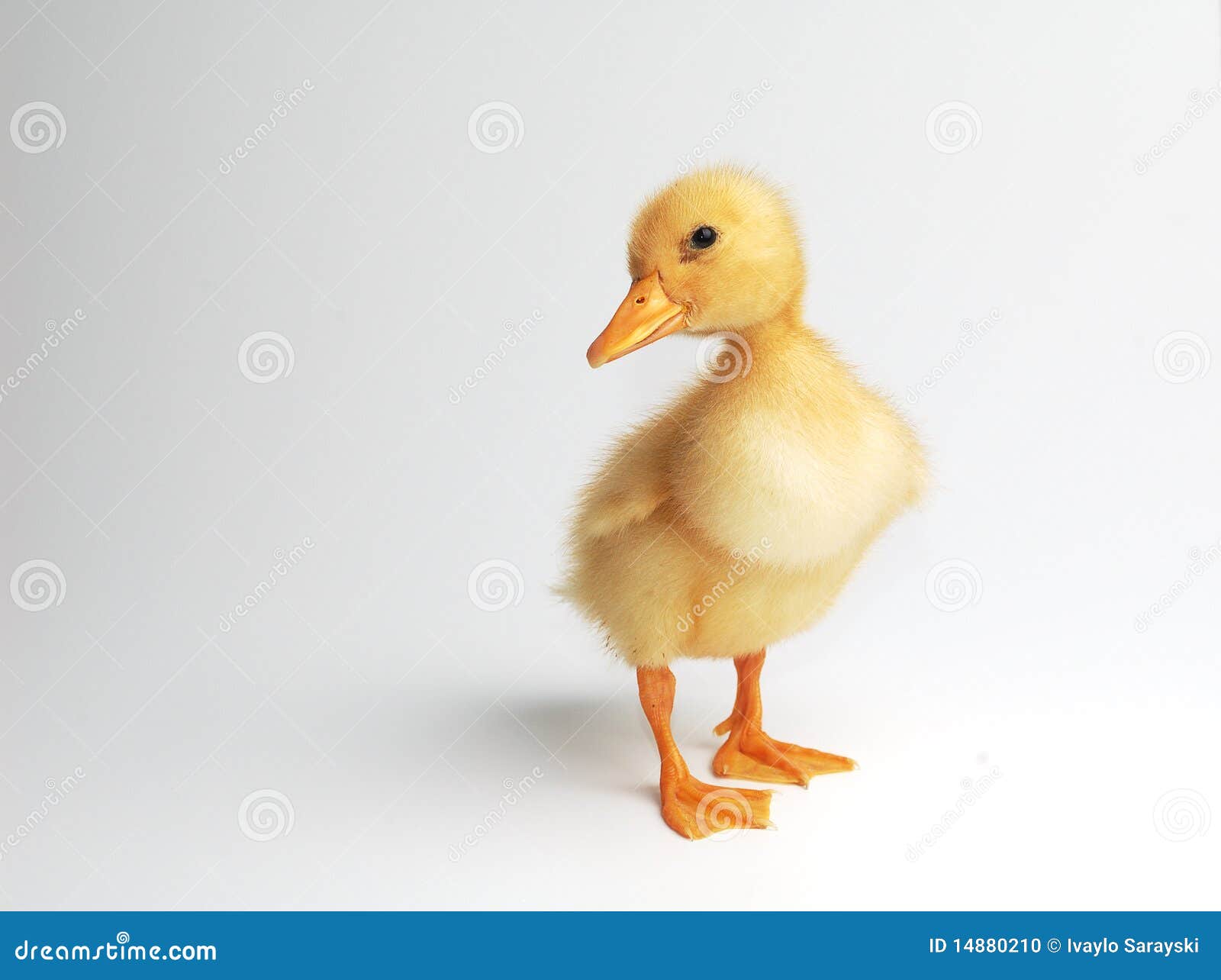 Cute little duck stock photo. Image of beak, newborn - 14880210