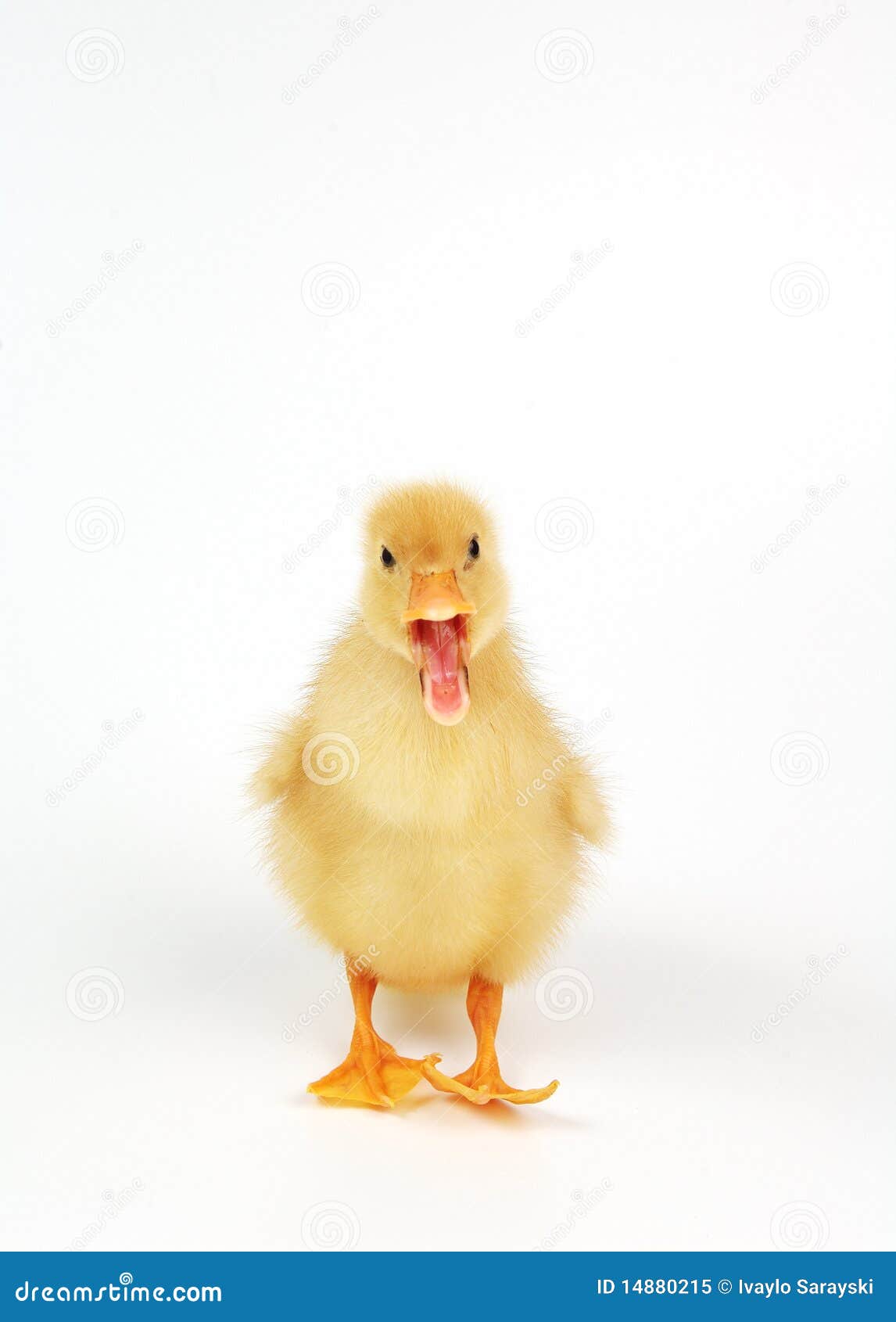 Cute little duck stock image. Image of farming, food - 14880215