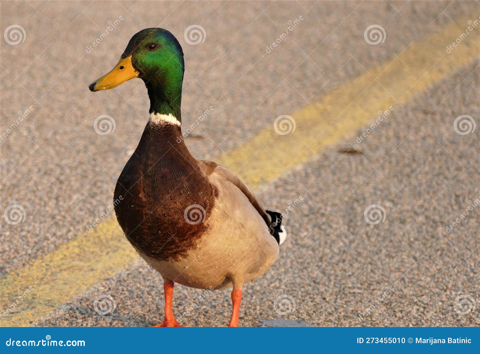 Cute Little Duck Standing on the Road Enjoy Stock Photo - Image of ...