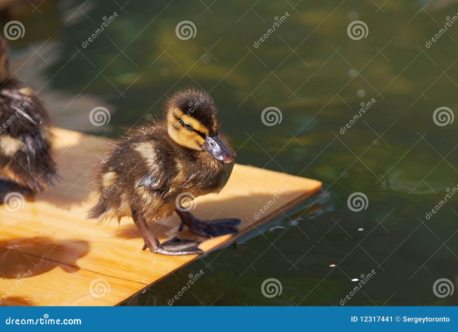 Cute little duckling stock image. Image of young, funny - 12317441
