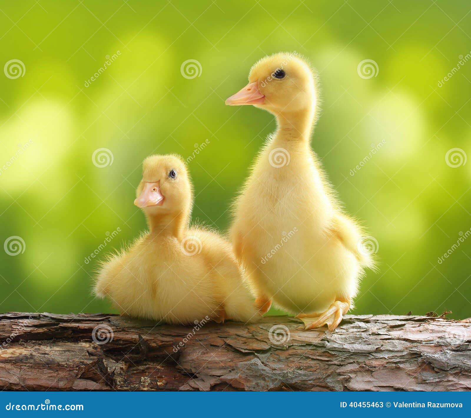 Cute little duckling stock image. Image of fluff, beginning - 40455463