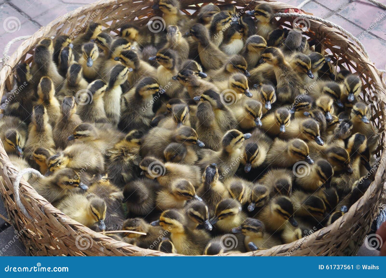 Cute little ducks stock image. Image of alacrity, animal - 61737561