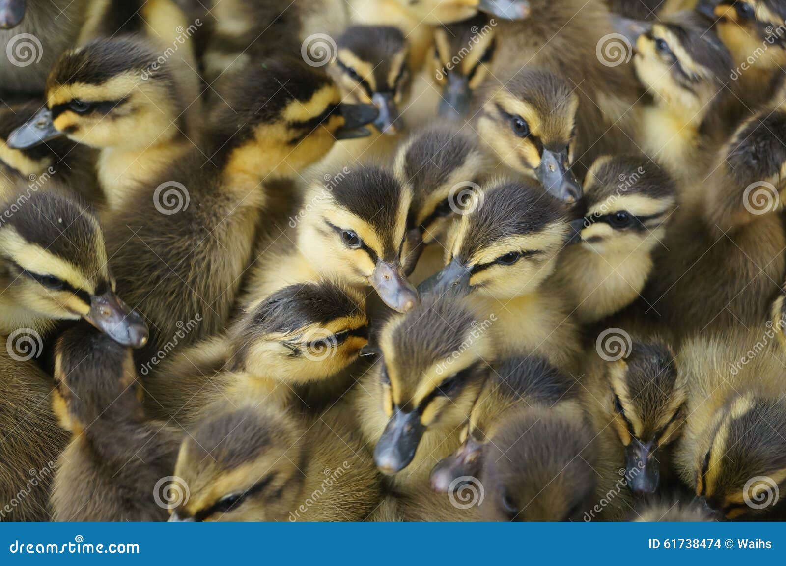 Cute little ducks stock photo. Image of ducks, breeding - 61738474