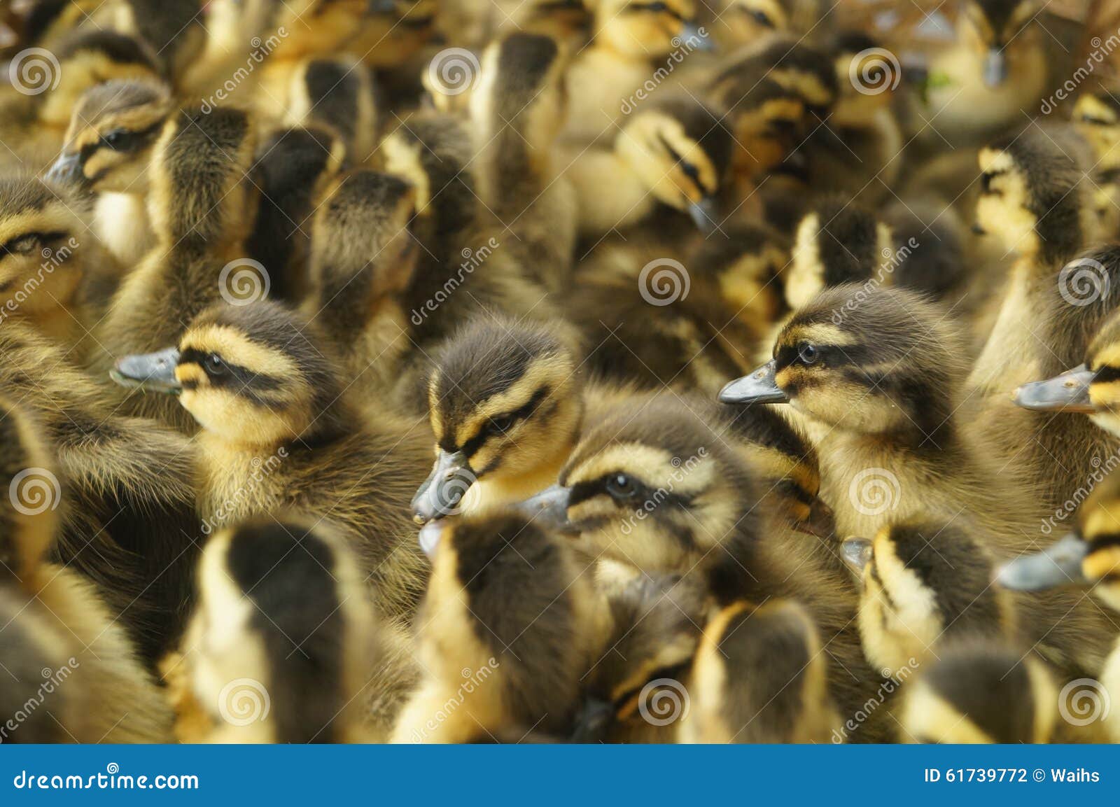 Cute little ducks stock photo. Image of pets, sale, breeding - 61739772