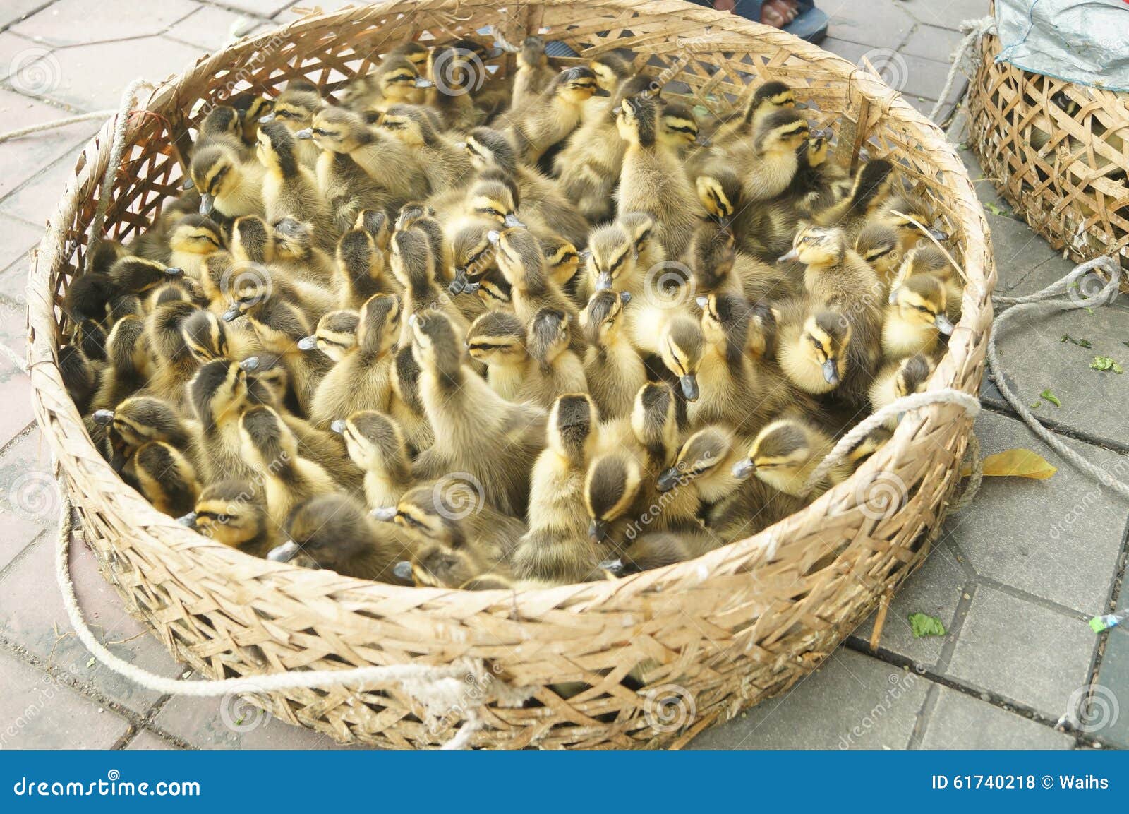 Cute little ducks stock photo. Image of alacrity, feeding - 61740218