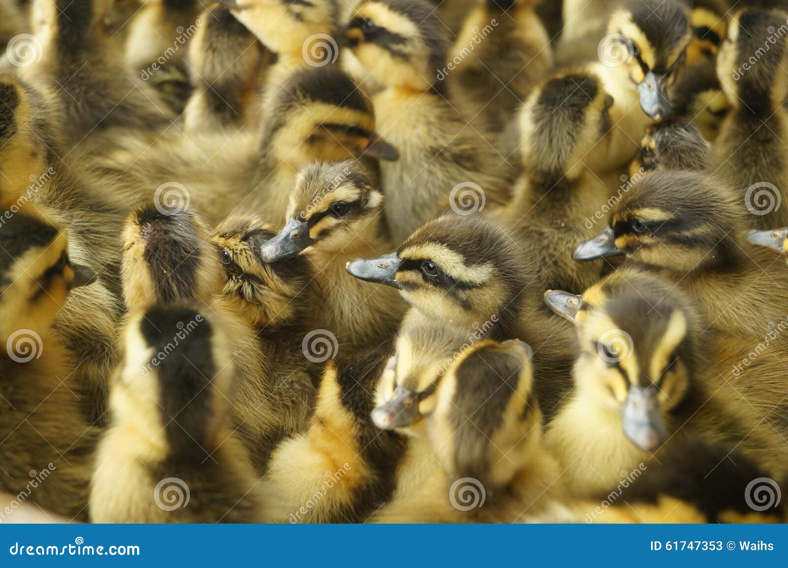 Cute little ducks stock image. Image of alacrity, animal - 61747353