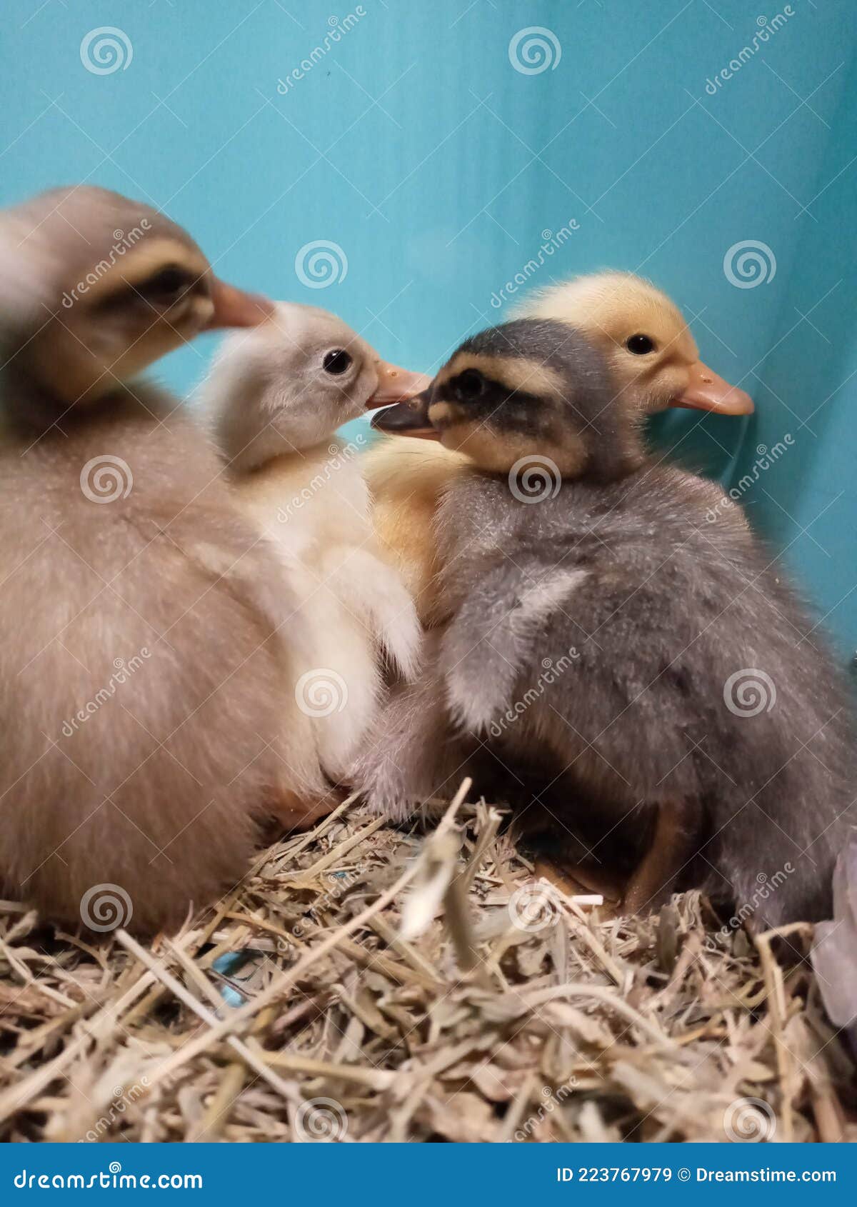 Cute little ducky stock image. Image of poultry, waterbird - 223767979