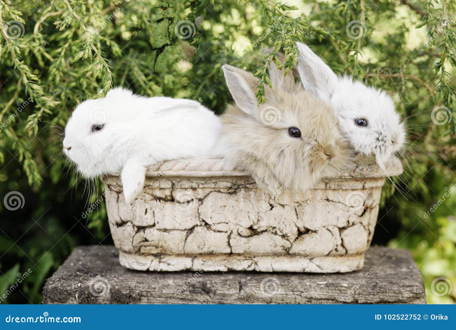 Cute Little Easter Bunny stock photo. Image of little - 102522752