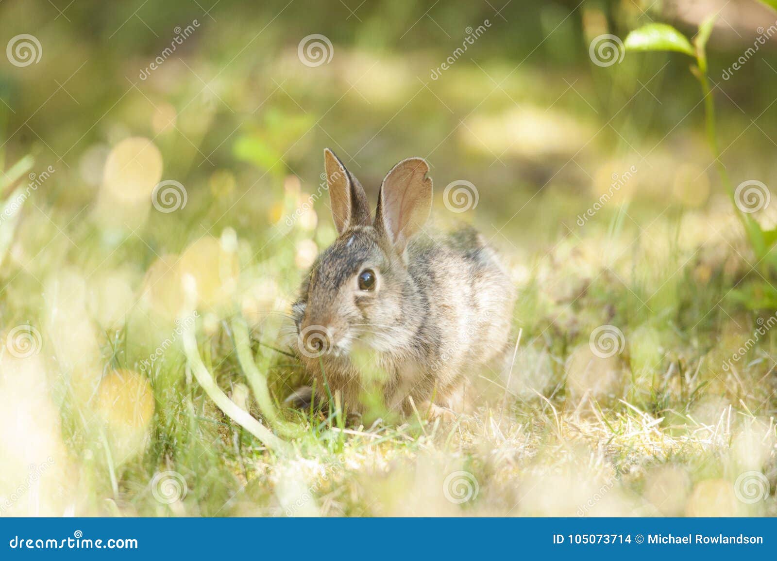 Cute Little Easter Bunny in Grass Stock Photo - Image of green, brown ...