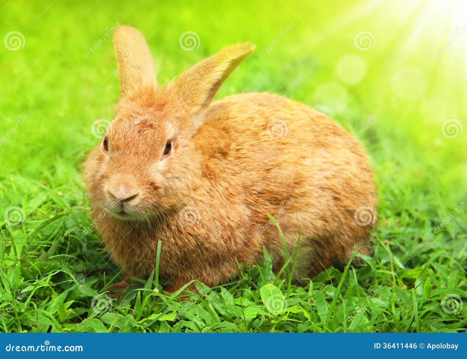 Cute Little Easter Bunny in the Meadow. Stock Photo - Image of clovers ...