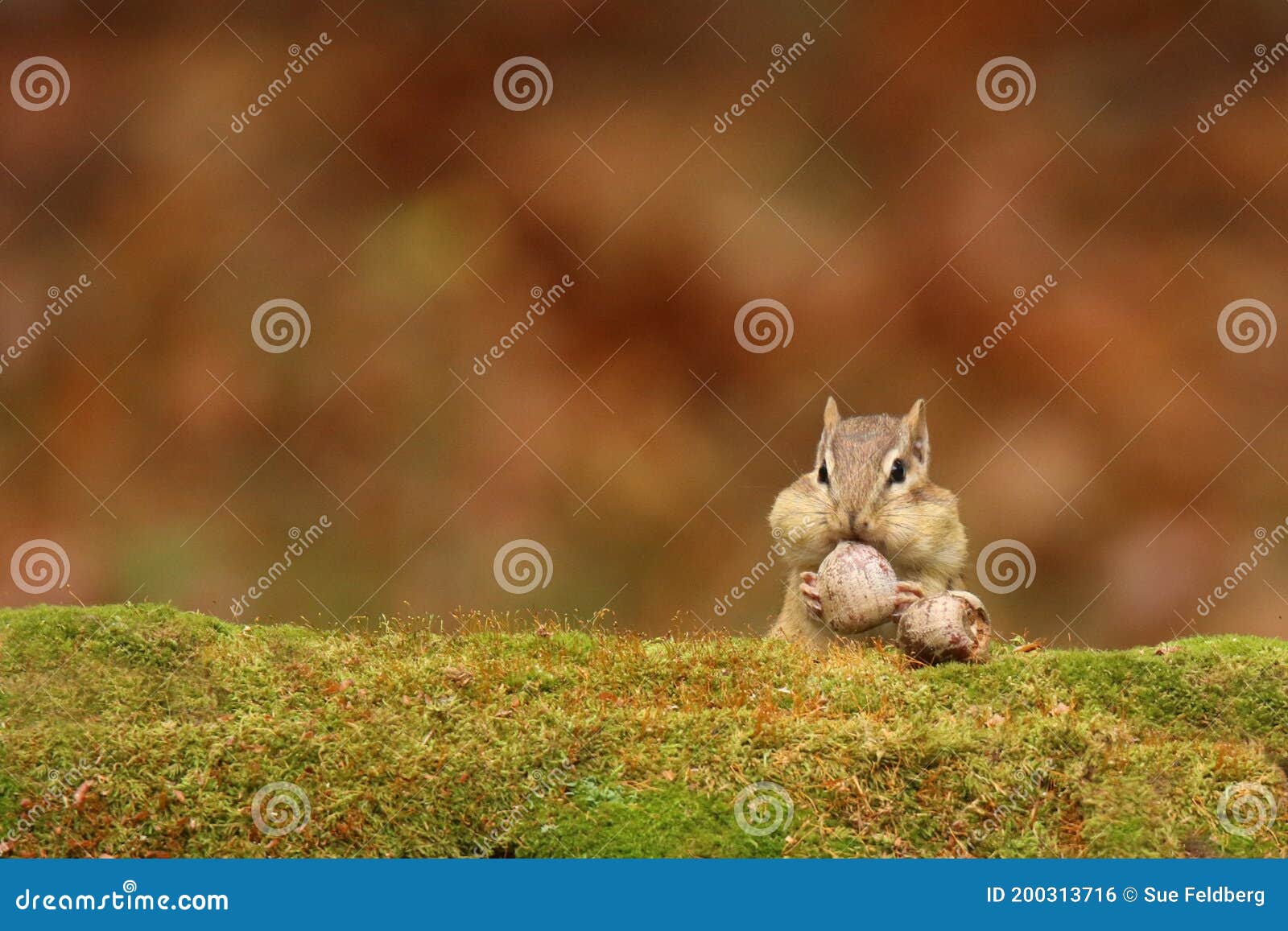 Little Acorns Stock Photo | CartoonDealer.com #20047404