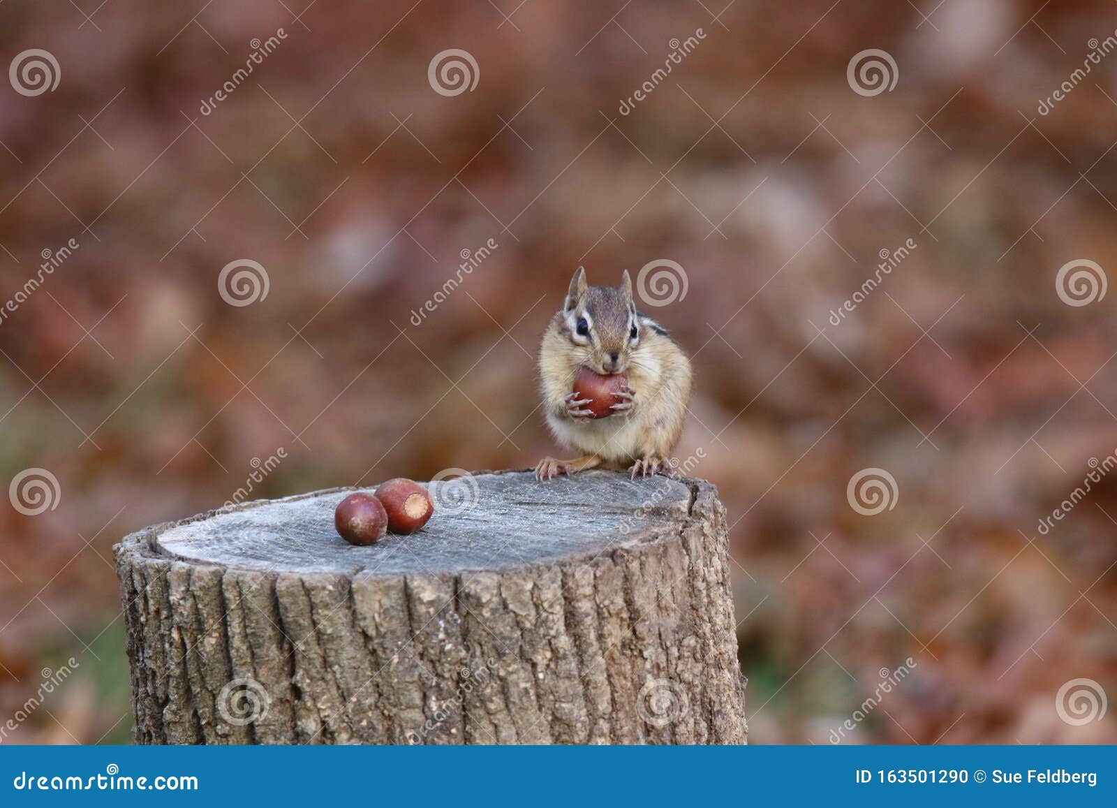 Cute Little Eastern Chipmunk in Fall Holding an Acorn Stock Photo ...