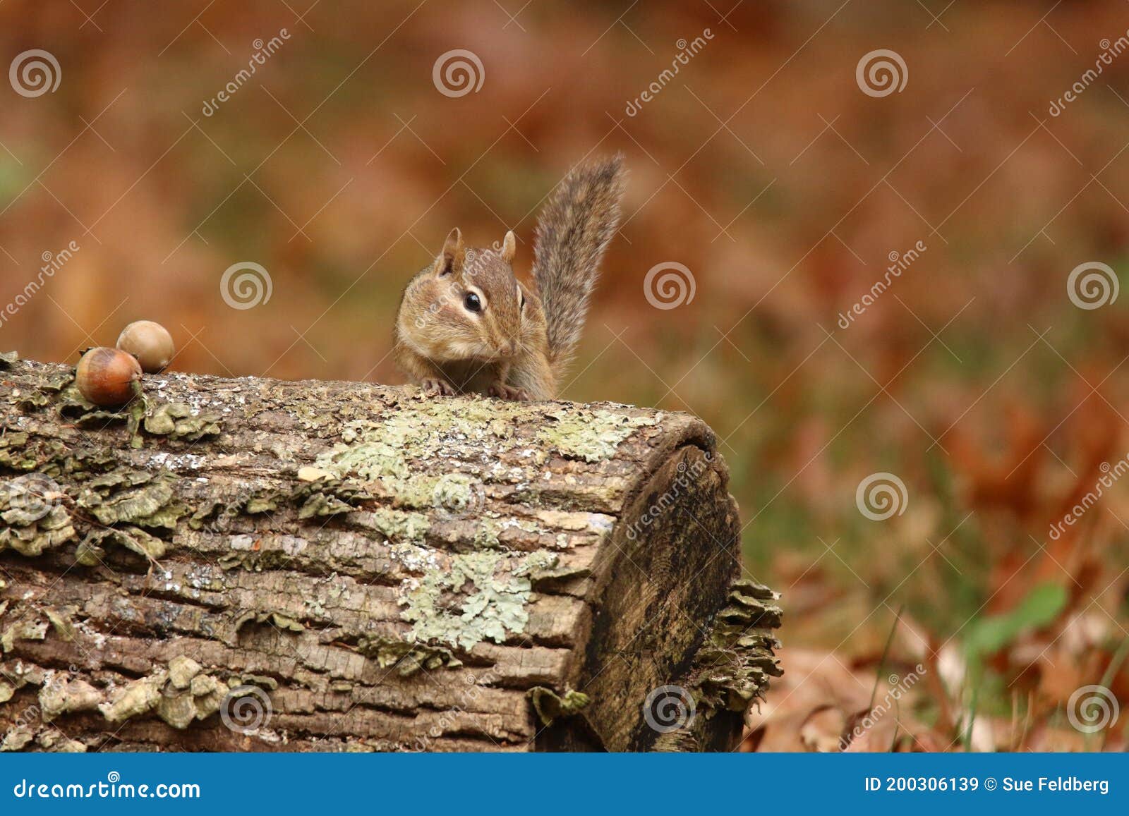 Cute Little Eastern Chipmunk with Full Cheek Pouches in Fall Stock ...