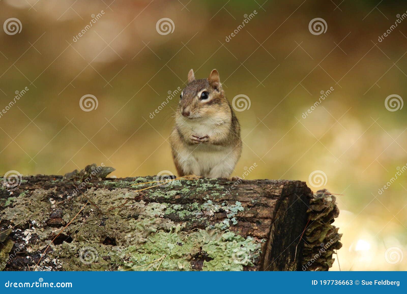 Cute Little Eastern Chipmunk Sitting on a Log in Fall Stock Image ...