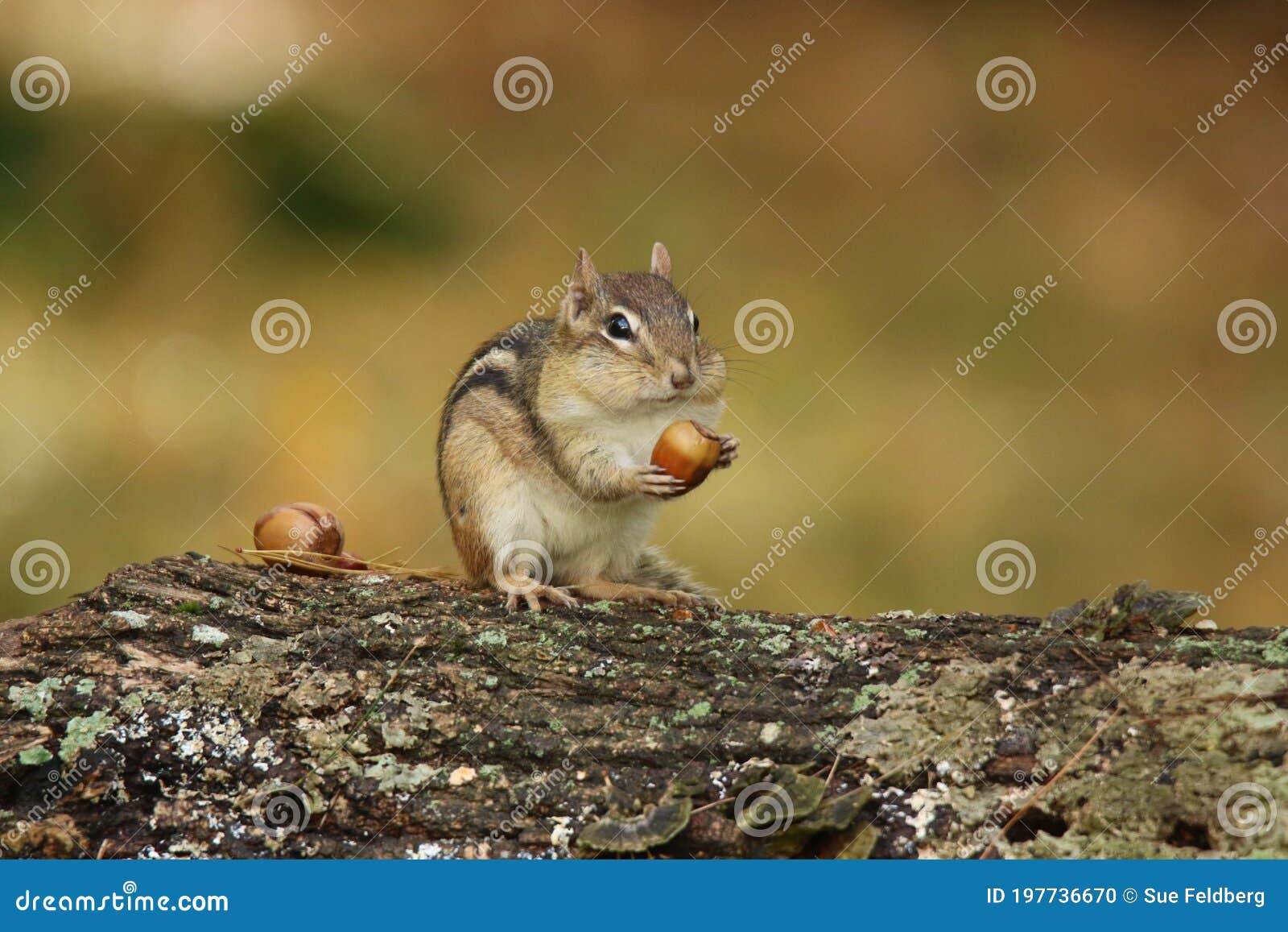 Cute Little Eastern Chipmunk Sitting on a Log in Fall Holding an Acorn ...