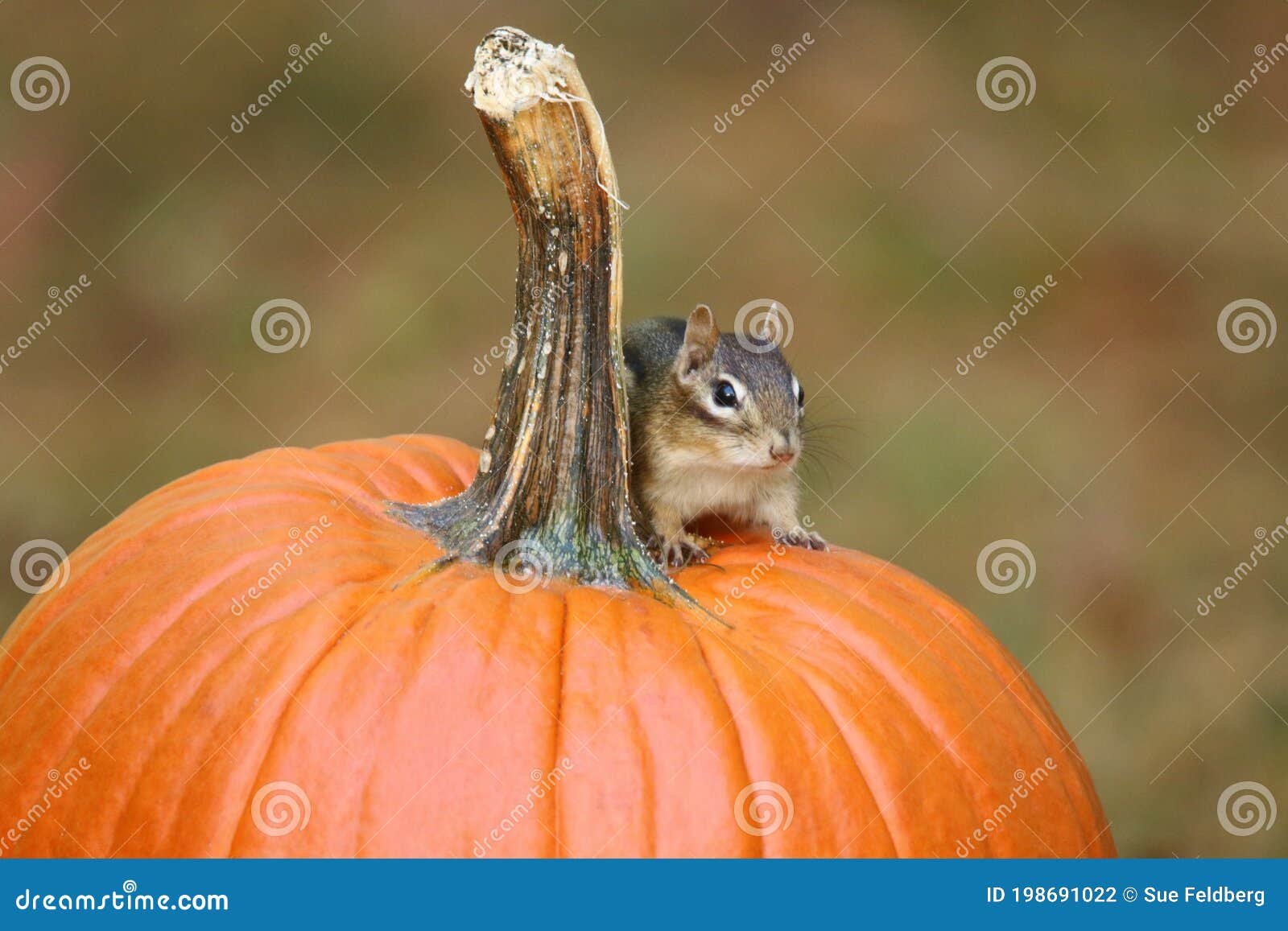 Cute Little Eastern Chipmunk Sitting on a Pumpkin in Fall Stock Photo ...