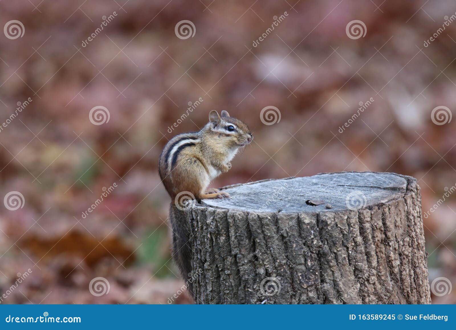 Cute Little Eastern Chipmunk Sitting on a Tree Stump in Fall Stock ...