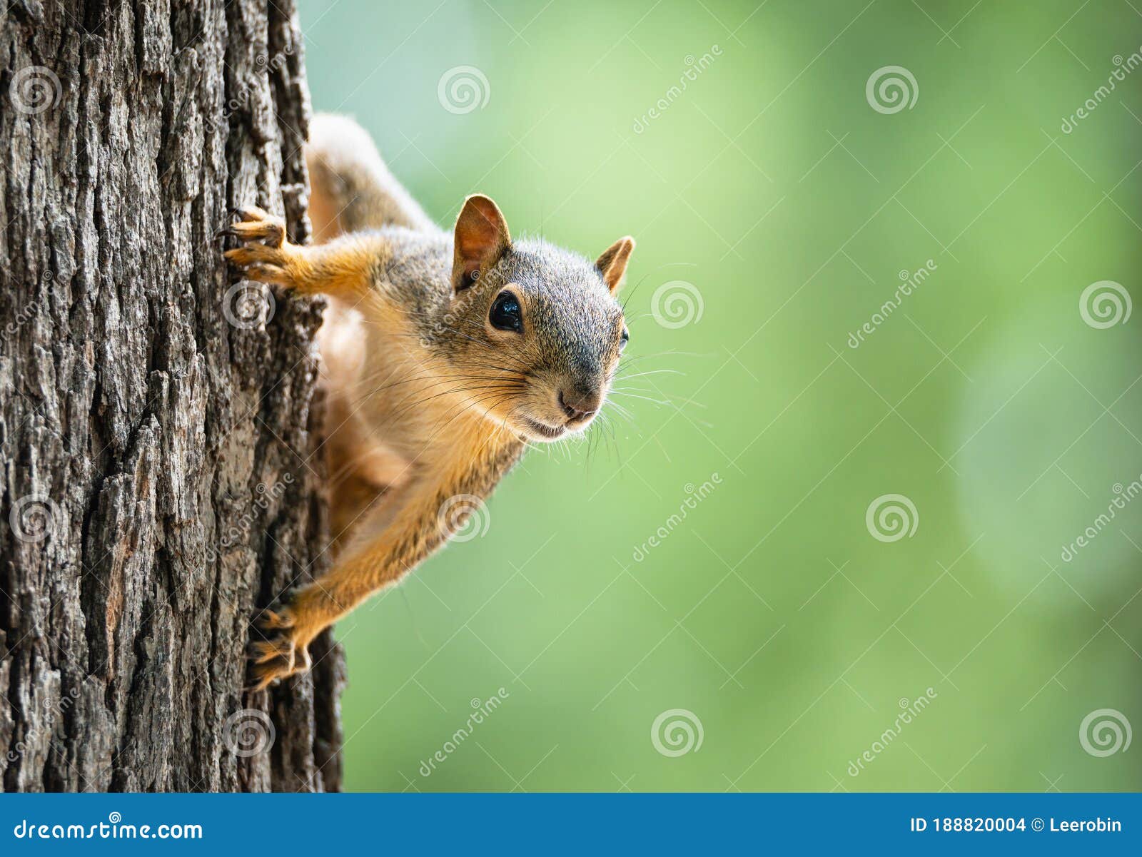 142 Fox Behind Tree Stock Photos - Free & Royalty-Free Stock Photos ...