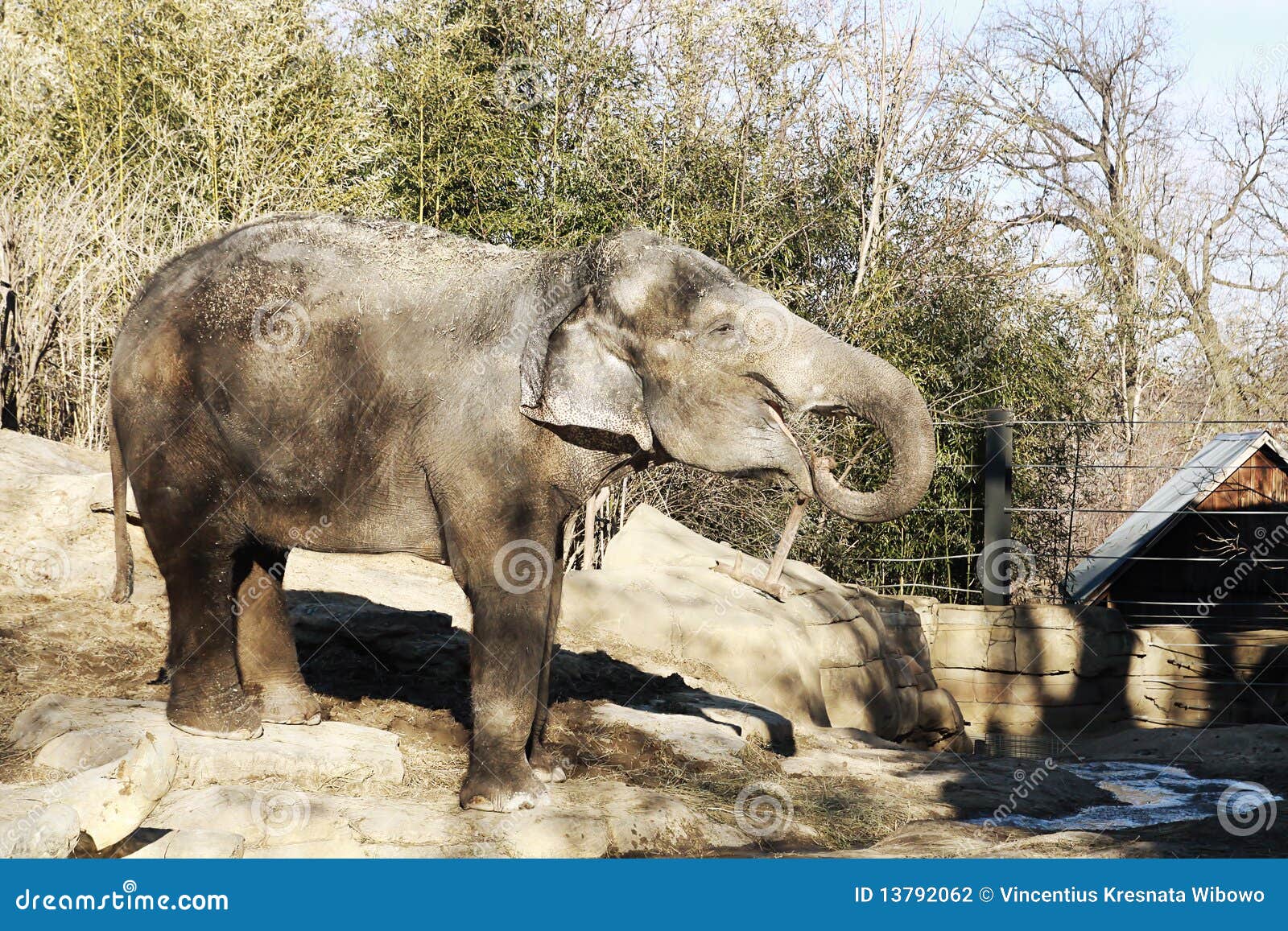 Cute little elephant stock photo. Image of wild, trunks - 13792062