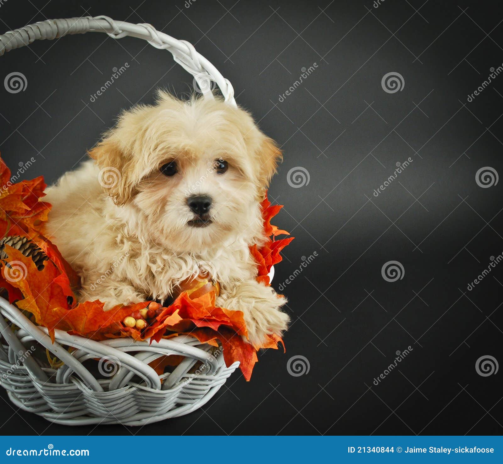 Cute Little Fall Puppy stock photo. Image of autumn, behavior - 21340844