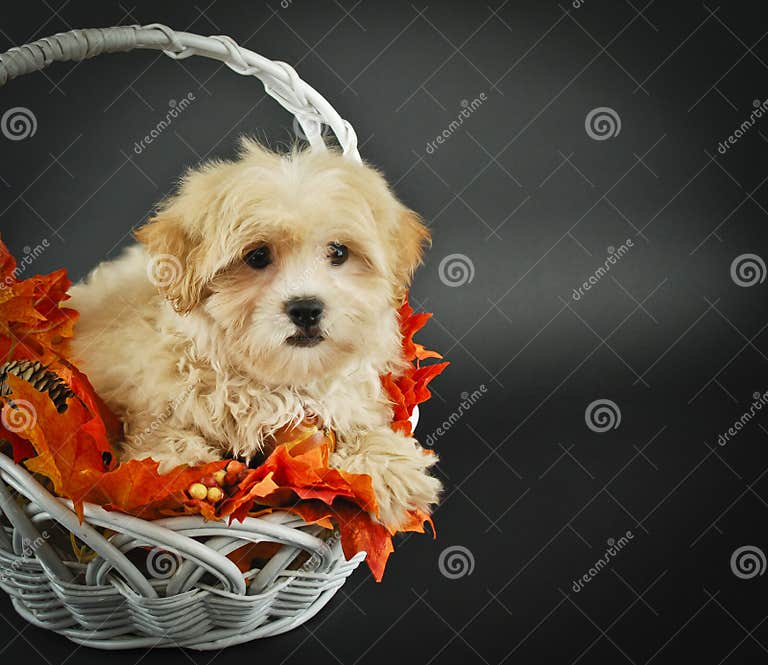 Cute Little Fall Puppy stock photo. Image of autumn, behavior - 21340844