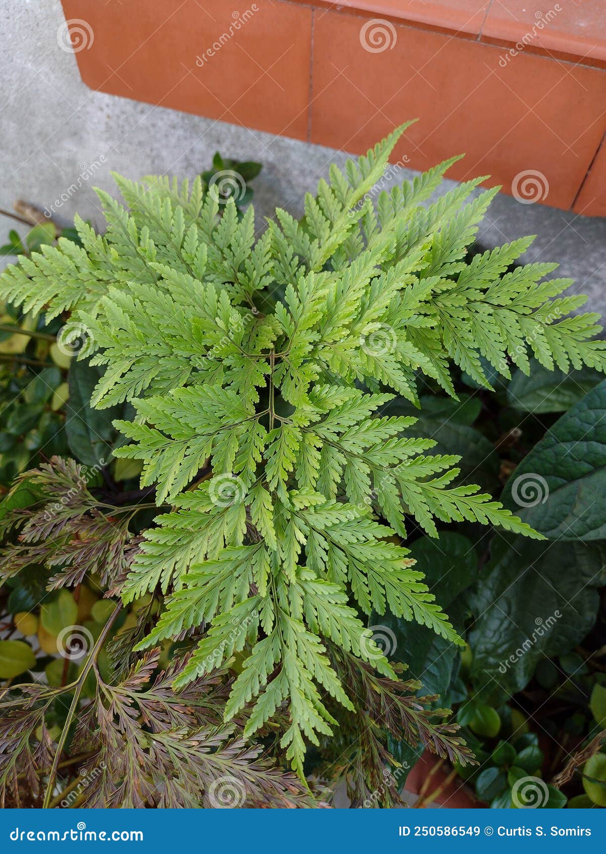 Cute Little Fern stock image. Image of fern, vegetation - 250586549