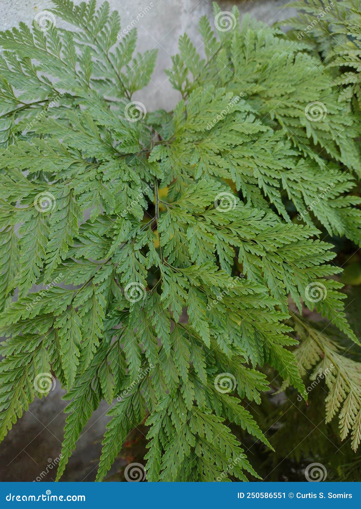 Cute Little Fern stock image. Image of branch, spruce - 250586551