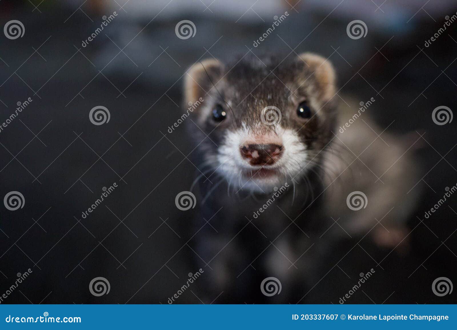 Cute Little Ferret Facing the Camera Stock Image - Image of mustelidae ...