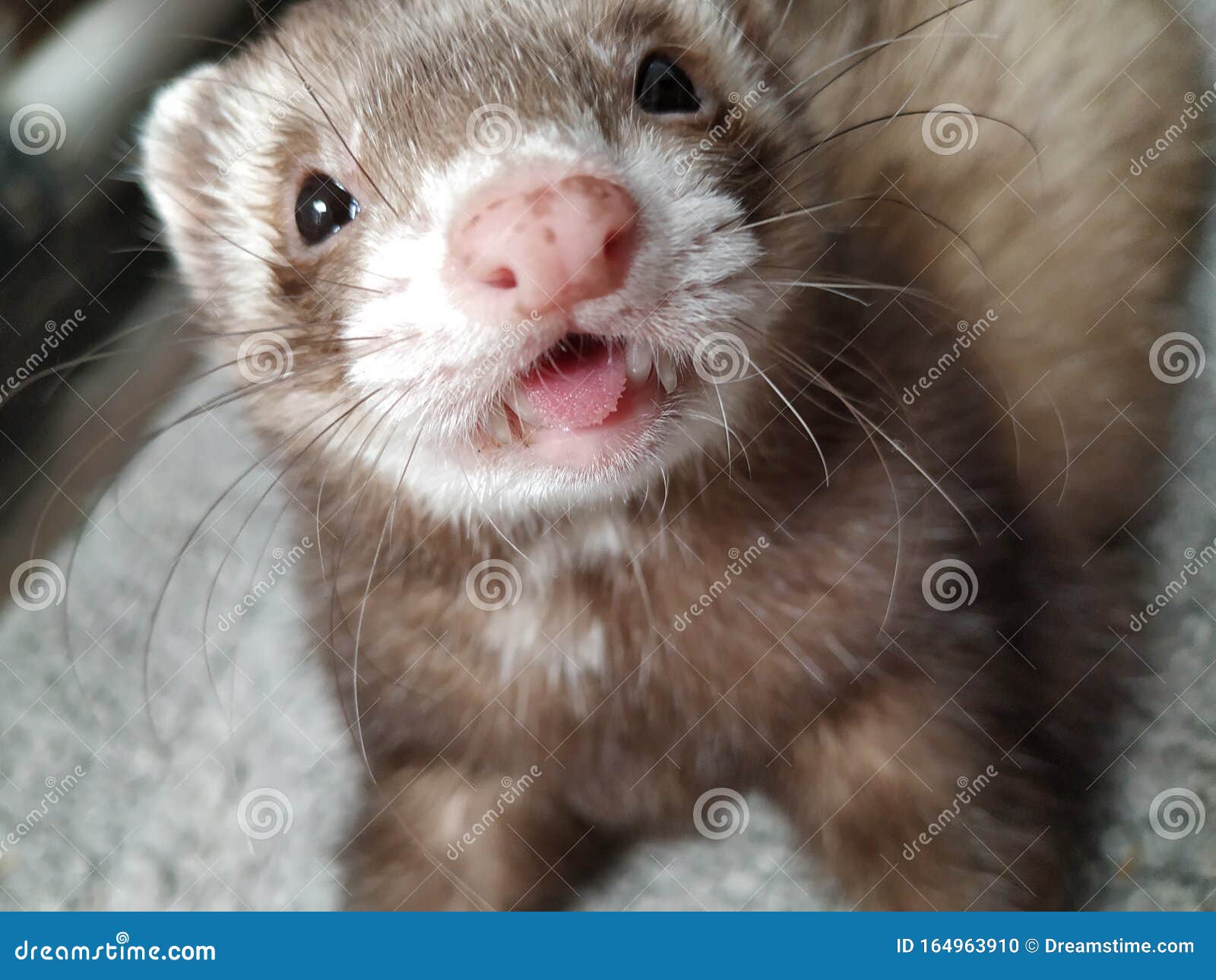 Cute little ferret smiling stock photo. Image of ferret - 164963910