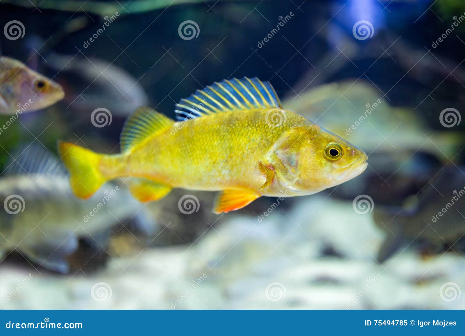 Cute Little Fish in an Aquarium Stock Image - Image of colorful, garden ...
