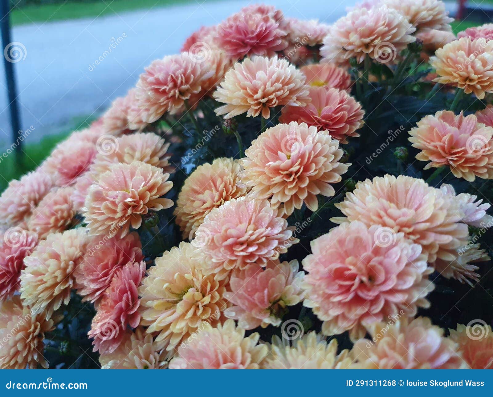 Cute Little Flowers. Autumn is Here Stock Photo - Image of colours, yellow: 291311268