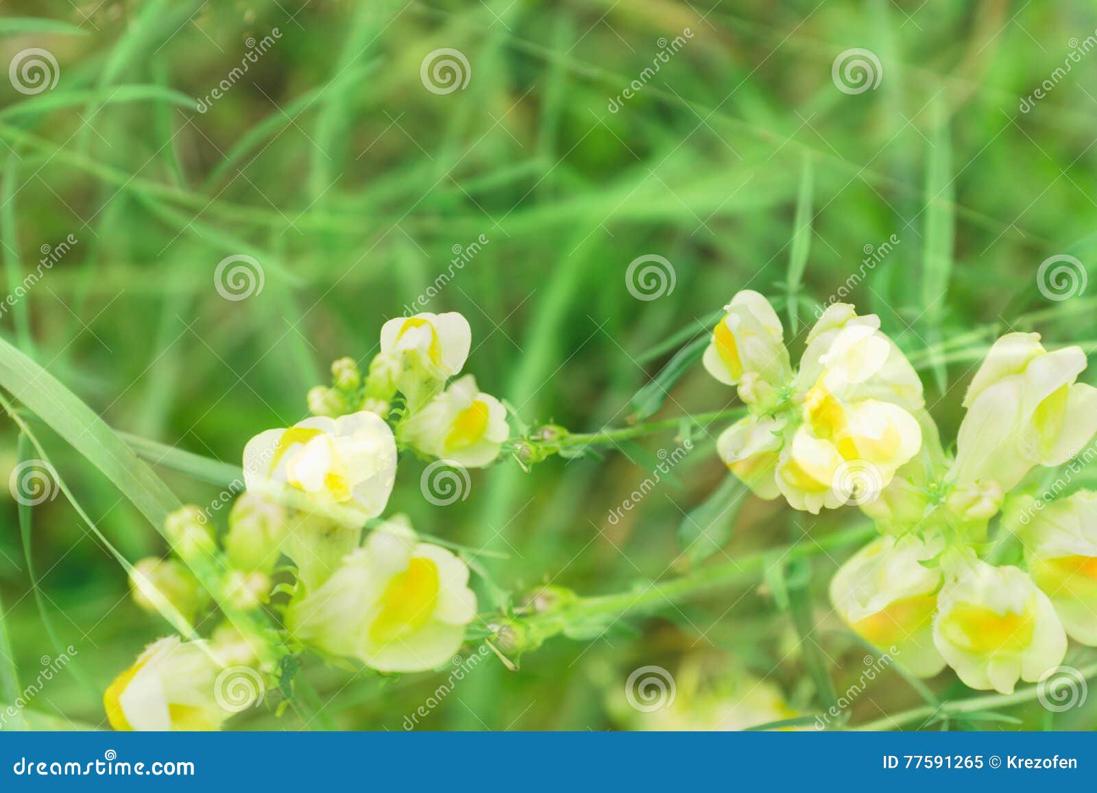 Cute little flowers stock image. Image of nature, green - 77591265