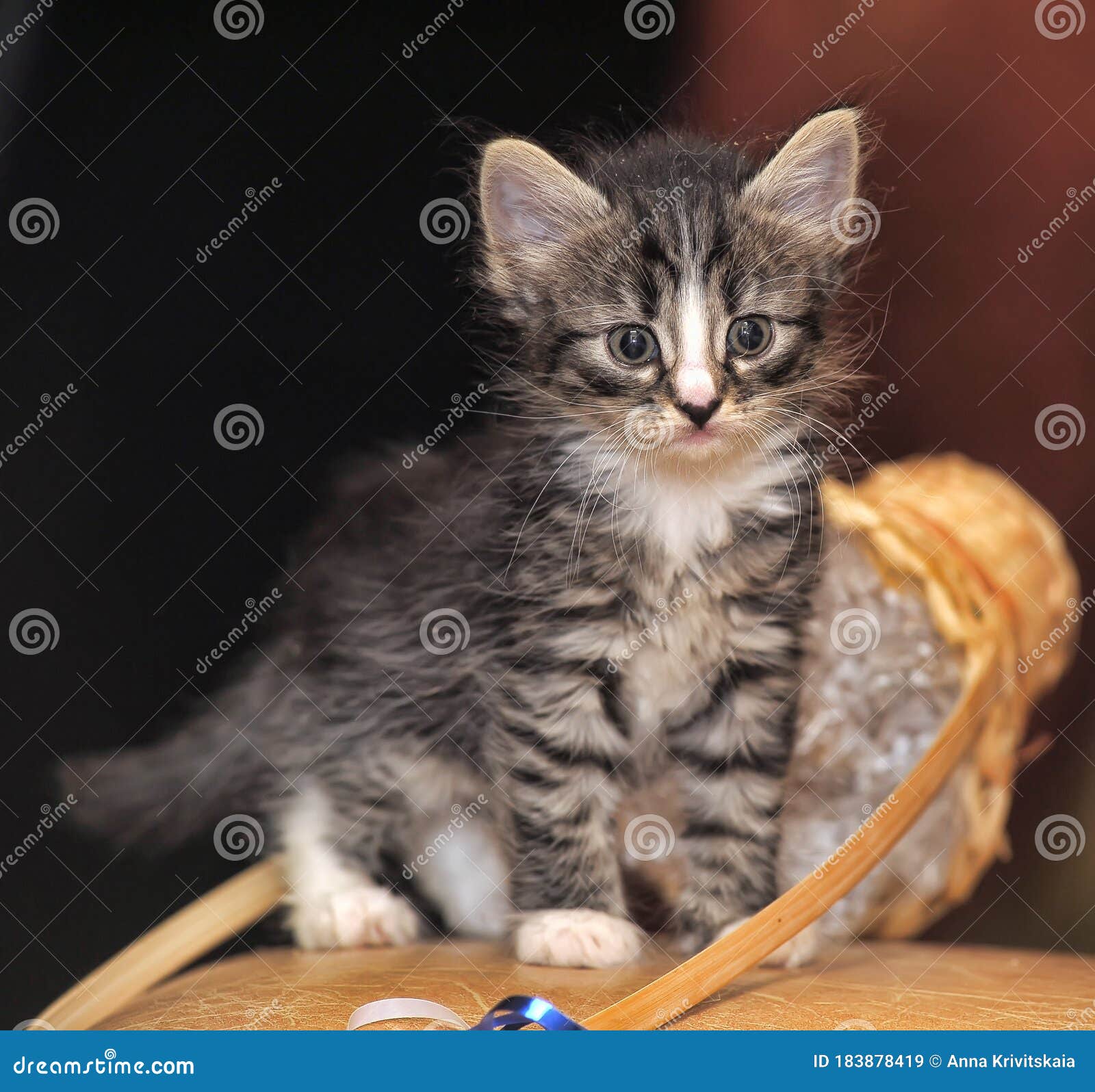Little fluffy brown kitten stock image. Image of animal - 183878419