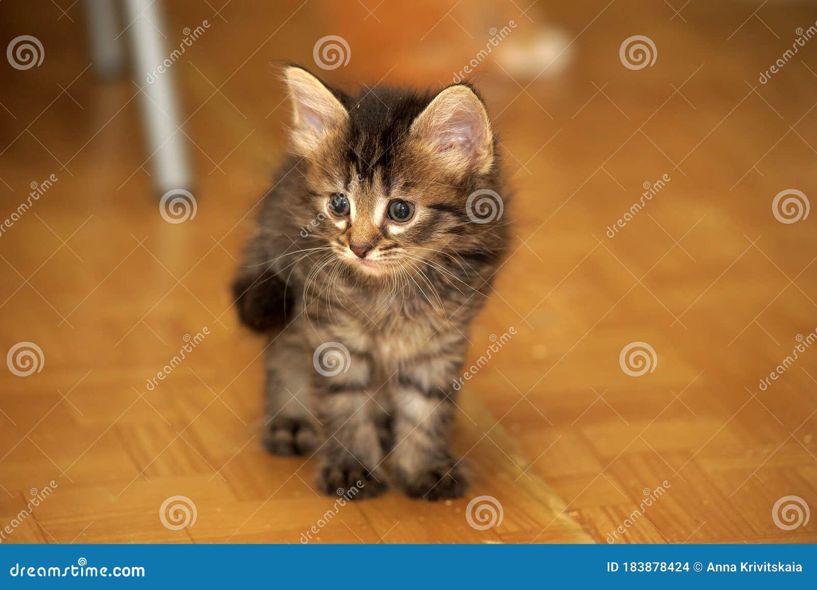 Little fluffy brown kitten stock photo. Image of love - 183878424