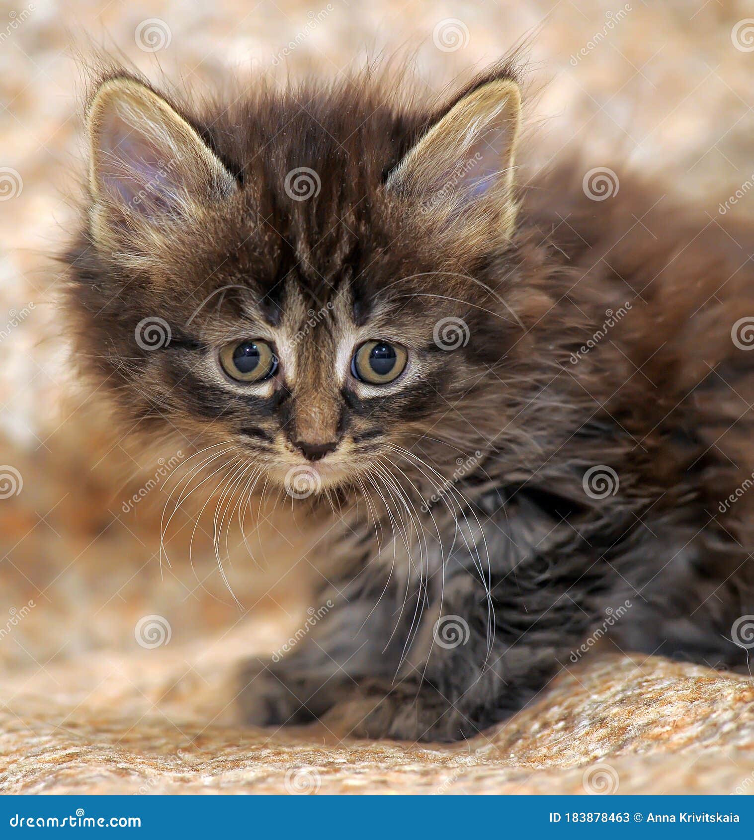 Little fluffy brown kitten stock image. Image of camera - 183878463