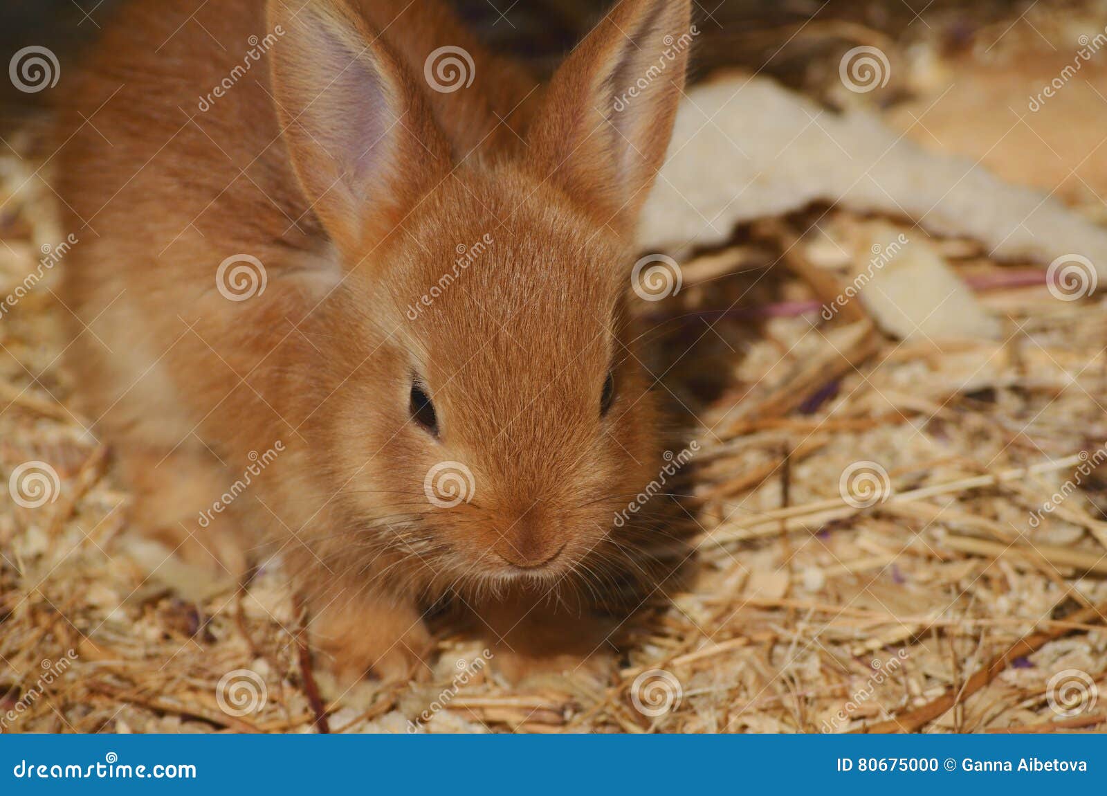 Cute Little Fluffy Eared Rabbit in a Paddock. Stock Photo - Image of ...