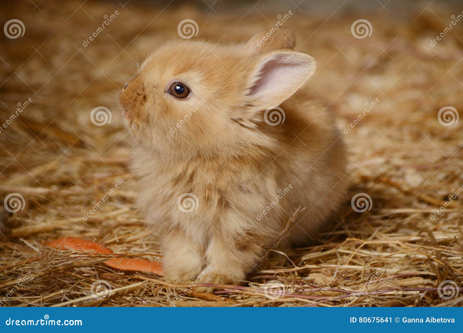 Cute Little Fluffy Eared Rabbit in a Paddock. Stock Image - Image of ...