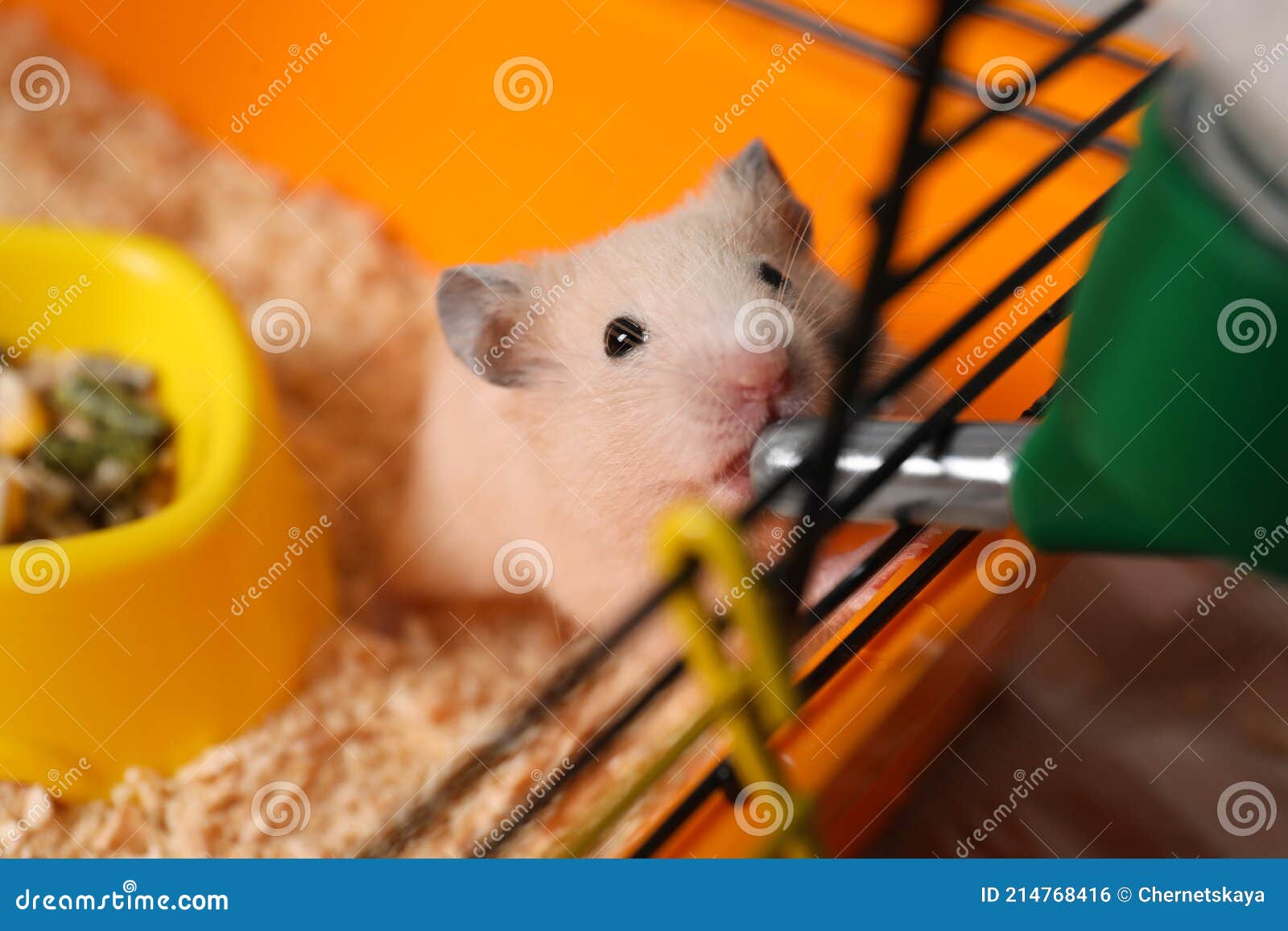 Hamster Drinking Water