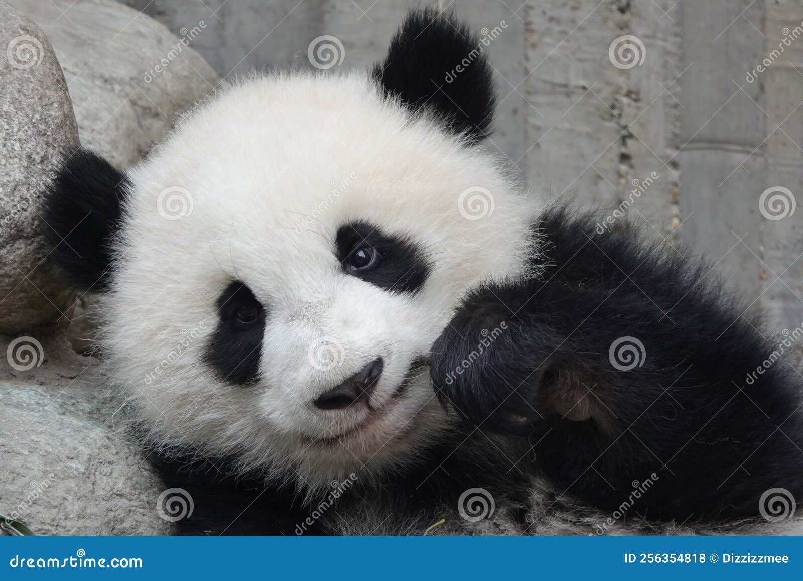 Cute Little Fluffy Panda in Chengdu Panda Base Stock Photo - Image of ...