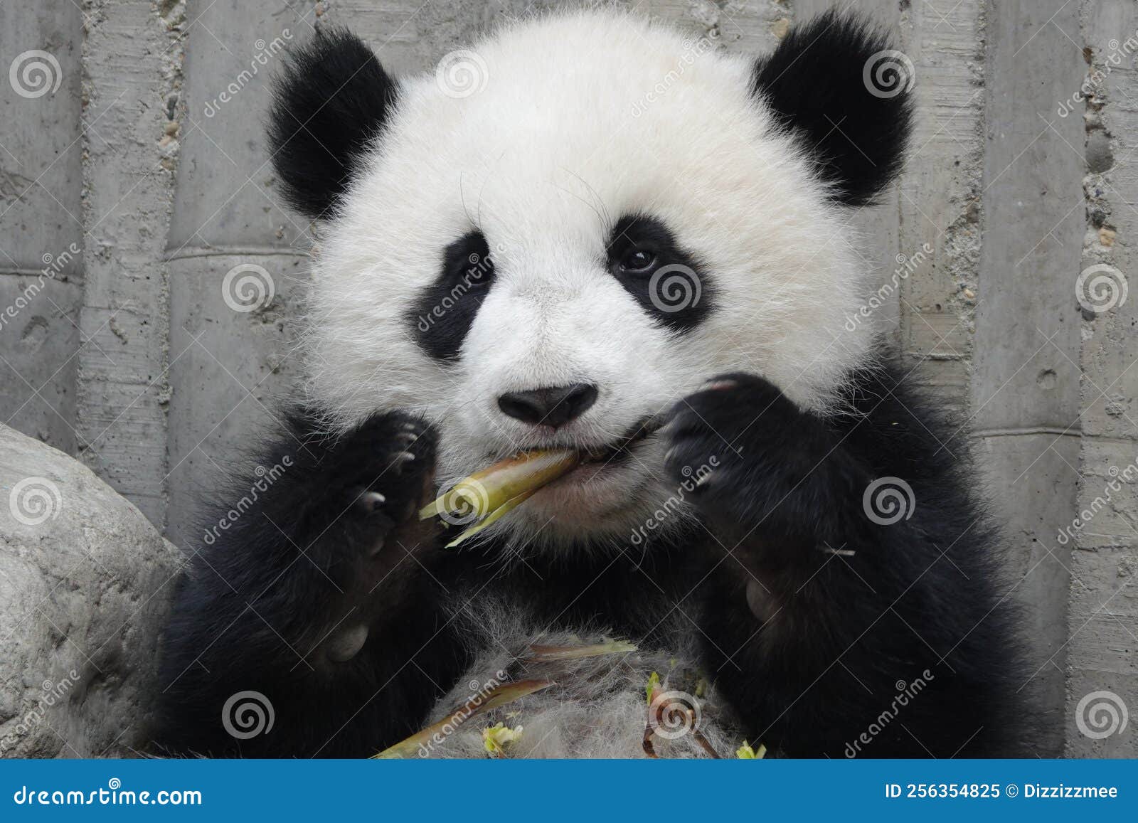 Cute Little Fluffy Panda in Chengdu Panda Base Stock Image - Image of ...