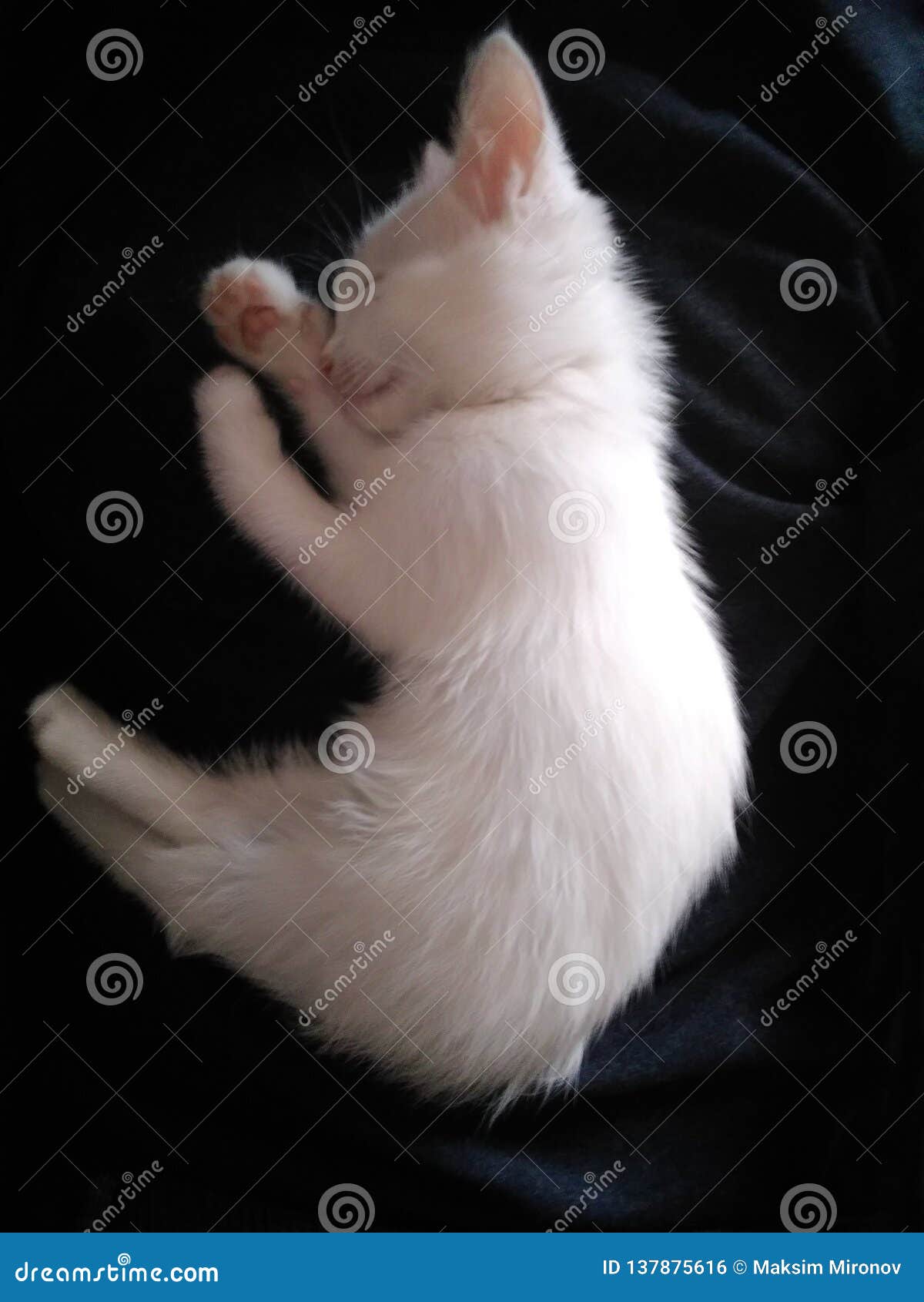 Cute Little Fluffy White Kitten Stock Photo - Image of baby, mammal ...